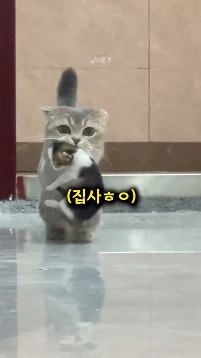 아침이 되면 귀여운 걸 가져오는 고양이ㅋㅋ Youtube