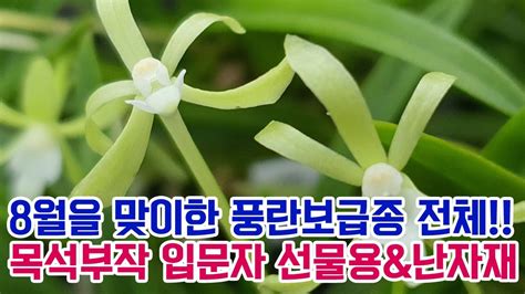 8월을 맞이한 풍란보급종 전체 목석부작 입문자 선물용and난자재 풍란부귀란 꽃밭에서 난원 초심자 초특가 8월 모두행복 난초 석곡 춘란 분경 초폭염 휴가철 건강조심 착한