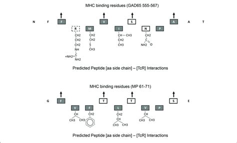 Predicted Mhc Binding And Tcr Interacting Amino Acid Residues Within Download Scientific