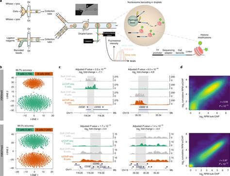 Reconstructing Cell Type Specific Chromatin States From Single Cell Download Scientific Diagram