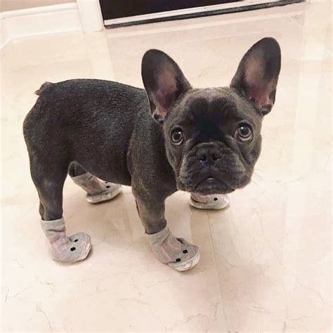 Жив французский бульдог 61 фото картинки Sobakovod Club