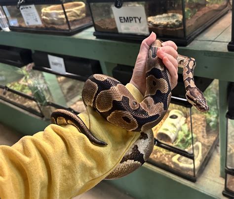 Adopted Python Regius Ball Python Ace 6yrs Pytregius