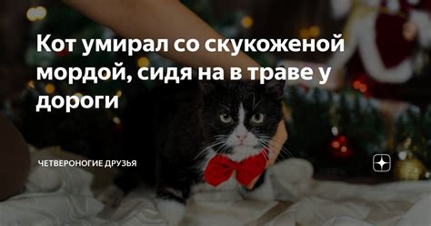 Кот умирал со скукоженой мордой сидя на в траве у дороги🥺 Четвероногие Друзья Дзен