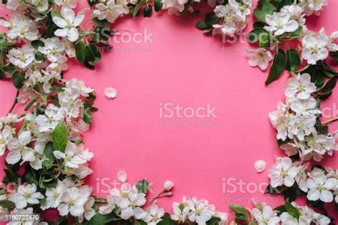 파스텔 종이로 만든 분홍색 배경에 꽃 사과 나무와 녹색 잎의 자연 흰색 프레임 0명에 대한 스톡 사진 및 기타 이미지 0명 3월 5월 Istock