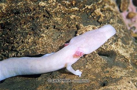Olm: Facts, Characteristics, Habitat and More | Animal Place