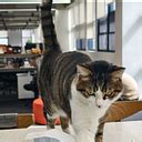 SQL Server String Aggregation: FOR XML PATH vs. STRING_AGG Performance Comparison and ...