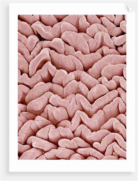 Duodenum Villi From A Rat Posters And Prints By Anonymous