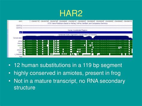 Ppt Understanding The Function Of Conserved Non Coding Regions In The