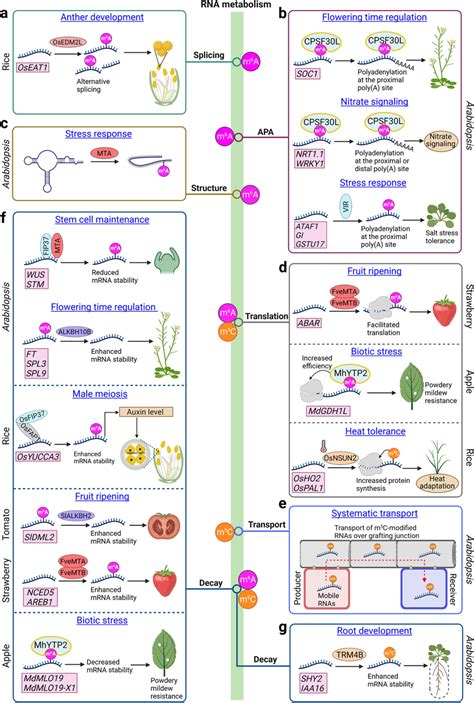 Epitranscriptome Mediated Rna Metabolism And Its Effects On Plant Download Scientific Diagram