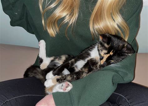 Cute Calico Kitty Artofit