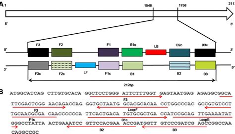 design of loop mediated isothermal amplification lamp
