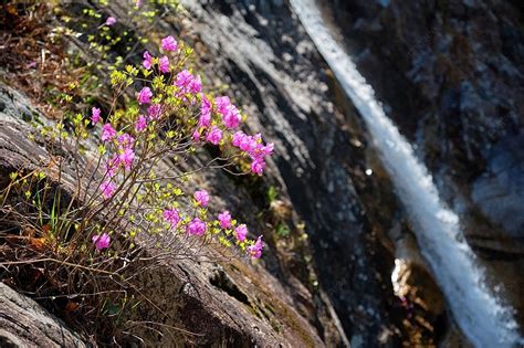 진달래 Mucronulatum 설악산 국립 공원의 비룡 폭포 폭포와 한국 진달래 꽃 사진 배경 및 무료 다운로드를위한 그림 Pngtree