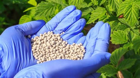 Best Fertilizers For Raspberries A Buyers Guide 2022