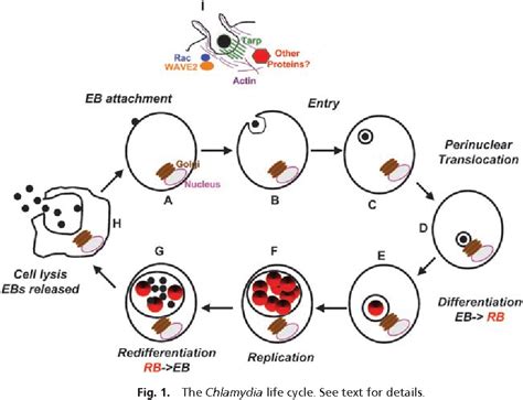 Chlamydia Bacteria Life Cycle