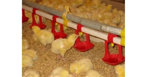 Как се хранят бройлери в домашни условия Български Фермер