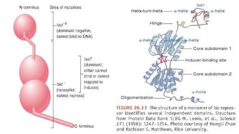 Gene Regulation In Prokaryotes Pptx