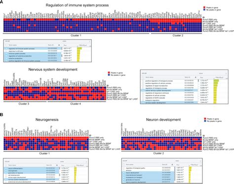 Runx3 Brn3a And Isl1 Interplay Orchestrates The Transcriptional Program In The Early Stages Of