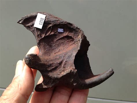 Giant Beaver Jaw Fossil Fossils And Artifacts For Sale Paleo Enterprises