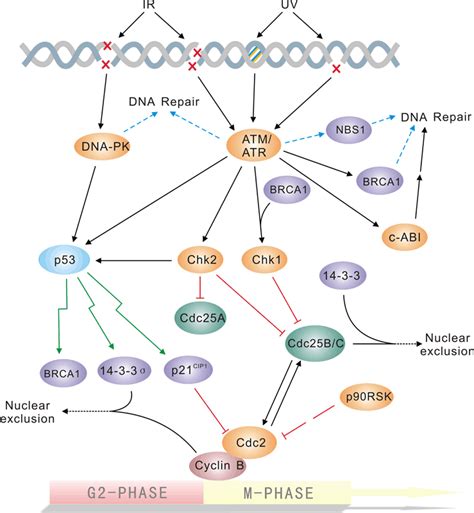 Dna Damage And Repair