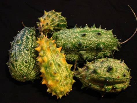 კივანო Genia Ge