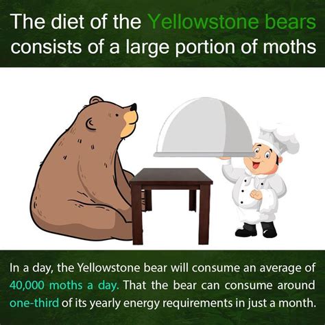 The Diet Of The Yellowstone Bears Consists Of A Large Portion Of Moths