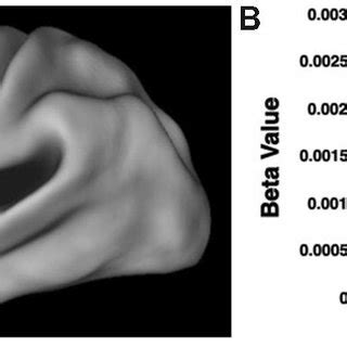 A Surface Rendering Of Left Hemisphere Activation In The Ventrolateral Download Scientific