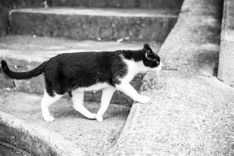 Premium Photo Cat Walking On Steps
