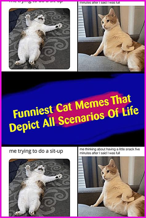 Funniest Cat Memes That Depict All Scenarios Of Life Funniest Cat