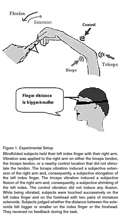Bodily Illusions Modulate Tactile Perception · Issue 7 · Beef1297