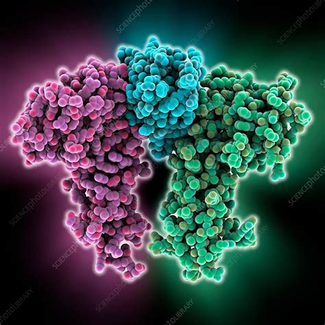 Erythropoietin Molecule Bound To Receptor Stock Image C Science Photo Library
