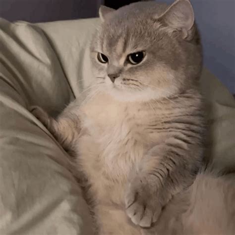 Mad Cat Meme Mad Cat Discover And Share S
