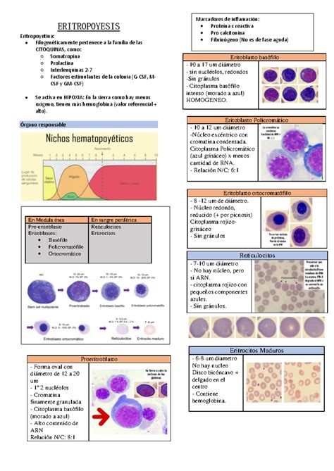 Eritropoyesis Eritropoyesis Eritropoyetina Filogenéticamente