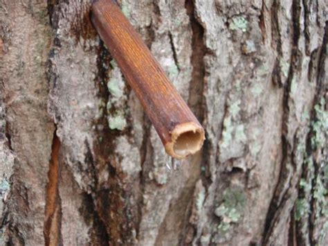 How To Harvest And Make Your Own Maple Syrup And Utilize Syrup From Other Tree Species