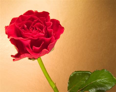 Обои для рабочего стола Розы Цветы