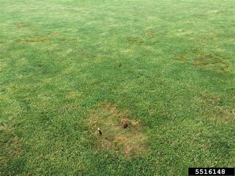 Pythium Diseases Genus Pythium