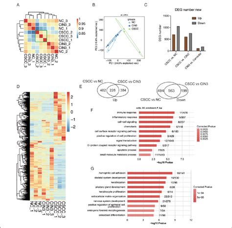 Rna Seq And Deg Results A Heat Map Showing The Gene Expression