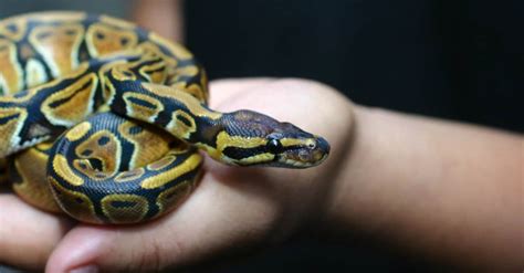 Discover The Largest Python Ever To Live 26 Feet A Z Animals Discover The Largest Python Ever To Live 26 Feet A Z Animals
