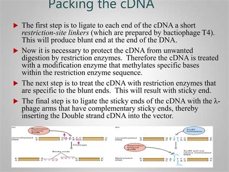 Genomic And C Dna Libraries Pptx Biological Sciences Science