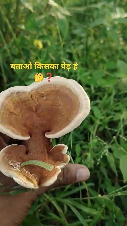 Farming Jungletree Ytshorts Trendingshorts Viralvideo Unknown 🌴🌲