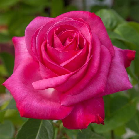 65 Types Of Roses With Basic Information And Pictures