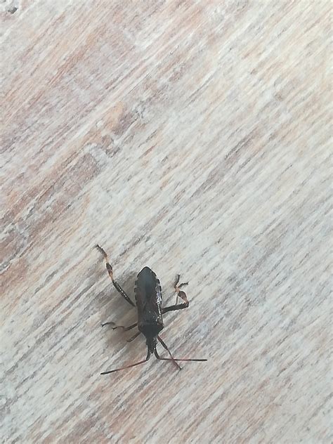 Species Identification What Is This Insect Possible Assassin Bug Or
