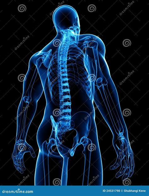 Male Spinal Cord X Ray Anatomy Stock Illustration Image