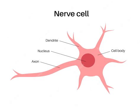Premium Vector Neuron Anatomy Poster Premium Vector Neuron Anatomy Poster
