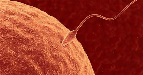 Could The Proteins Essential To Sex Cell Fusion Predate… Sex Sib