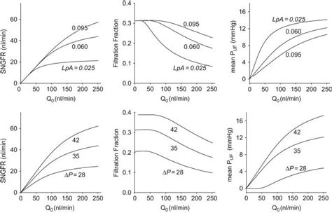 Biophysical Basis Of Glomerular Filtration Clinical Tree