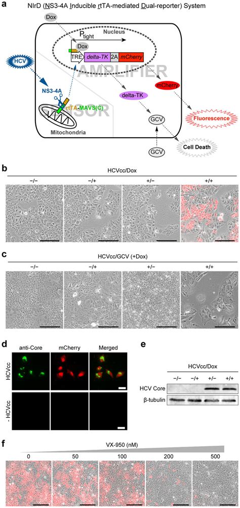 A Cell Based Dual Reporter System For Monitoring Hcv Infections A Download Scientific
