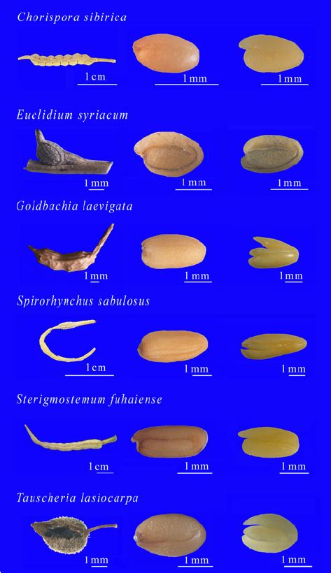 Siliclesilique First Column Seed Second Column And Embryo Third