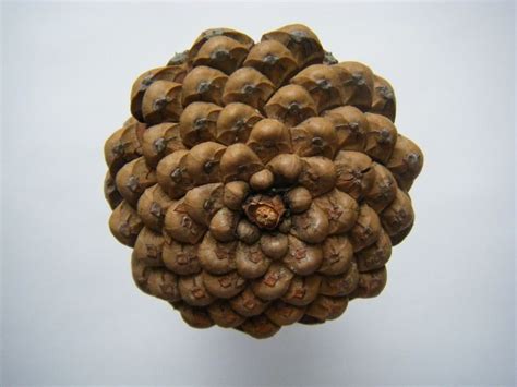 Fibonacci Sequence In Nature Sacred Geometry Meanings Sacred Geometry Patterns Geometry In