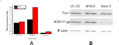 expression of trps1 and mdr1 in all cell lines download scientific