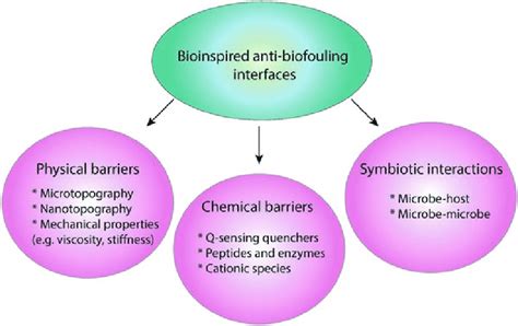 Bioinspired Anti Biofouling Interfaces Can Be Divided Into Three Main Download Scientific